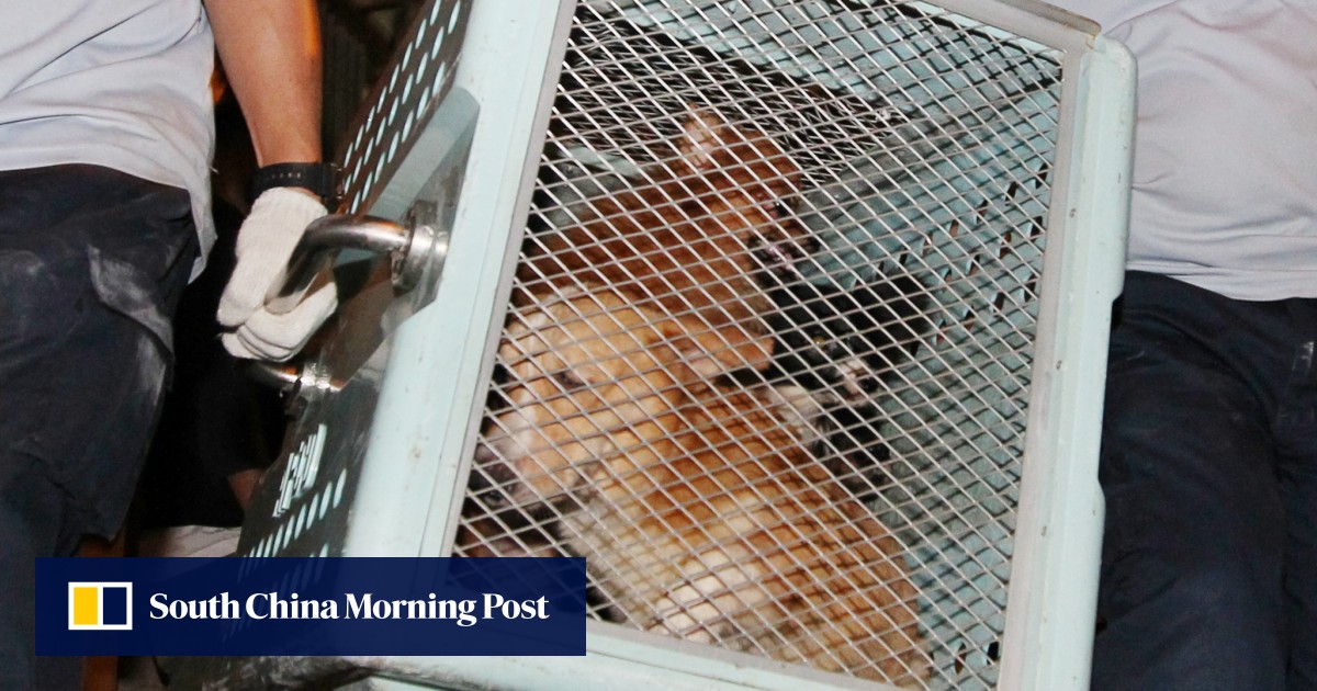 Pet hoarders: how early intervention could save their animals, and the ...