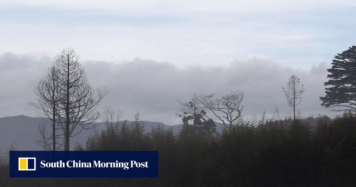 Mutations and DNA damage seen in Fukushima forests, says Greenpeace ...