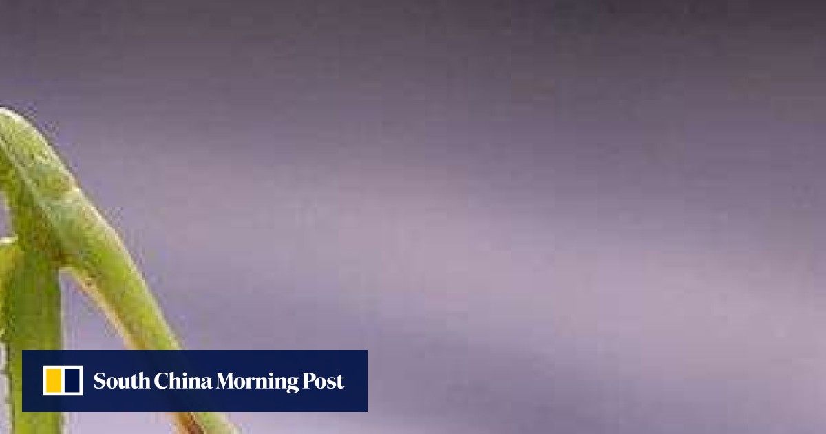 Alienoptera: scientists find bizarre hybrid of praying mantis and ...