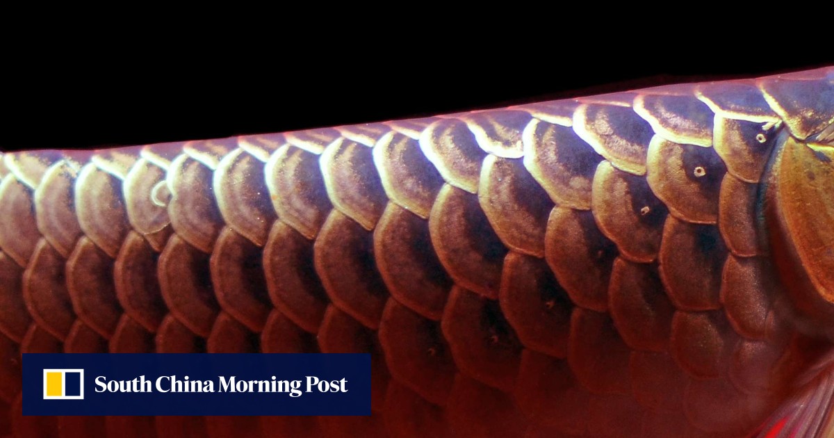 Book review: enter the dragon fish, the world’s most coveted aquarium ...