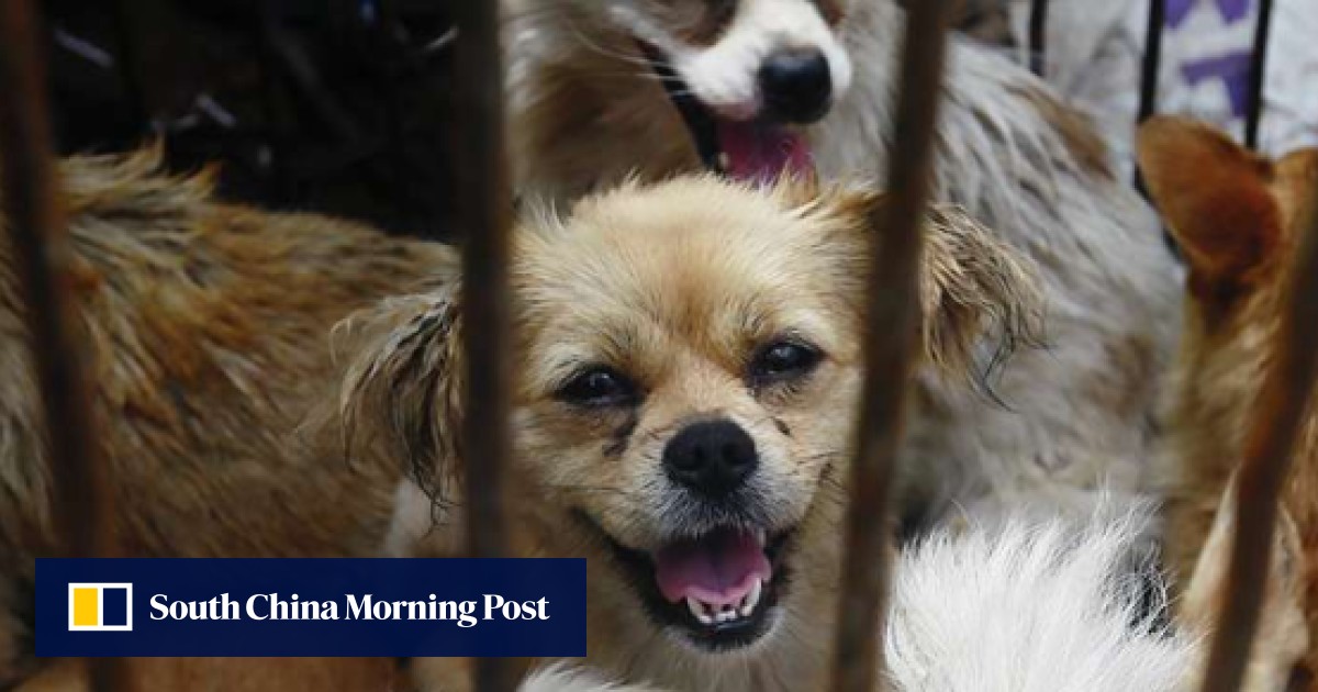 Outcry after man is accused of slaughtering dogs for meat near his home ...