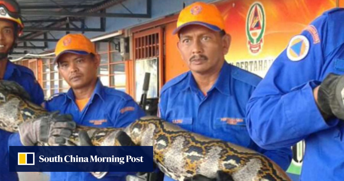 This quarter-tonne python found on a Malaysian building site could be ...