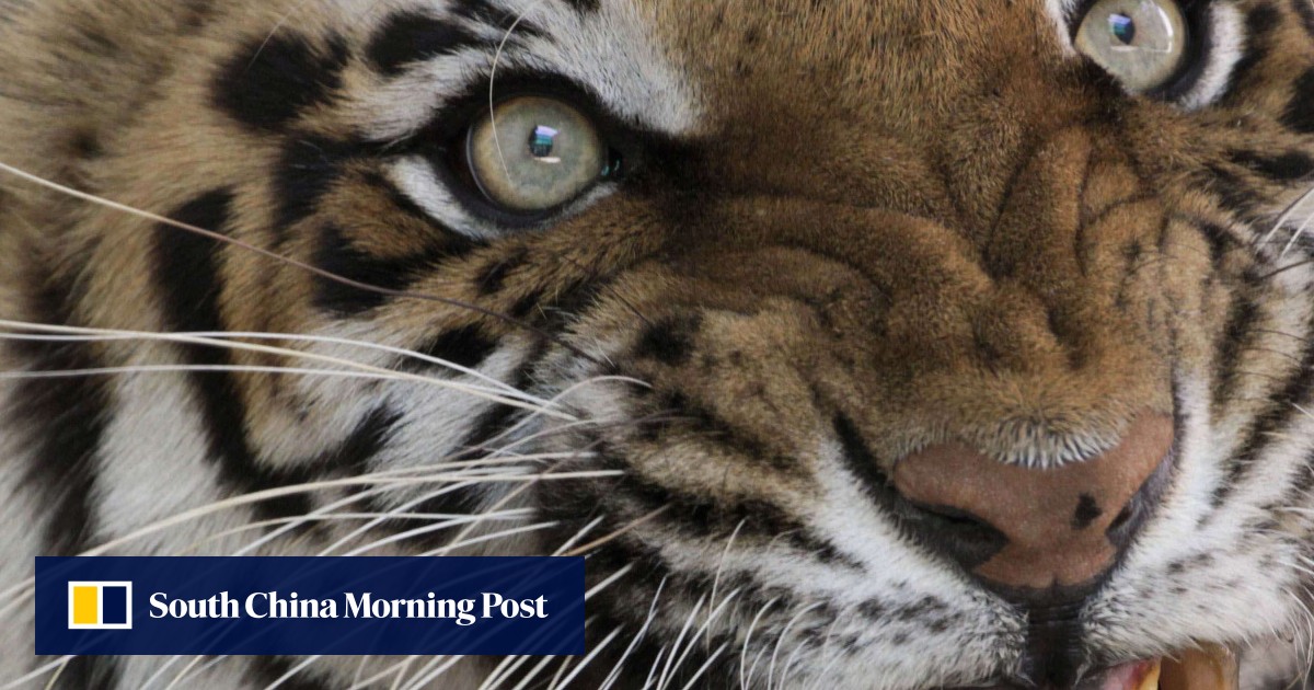 More tigers poached in India this year than the whole of 2015 | South ...