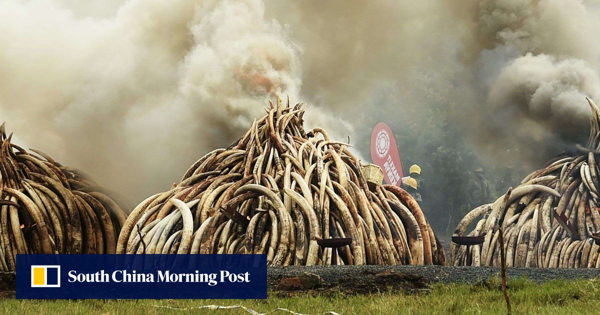 Kenya lights world’s biggest ivory bonfire to show ‘strength of resolve ...
