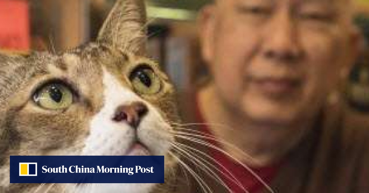 Snap cat: Dutch photographer captures fabulous felines living in Hong ...