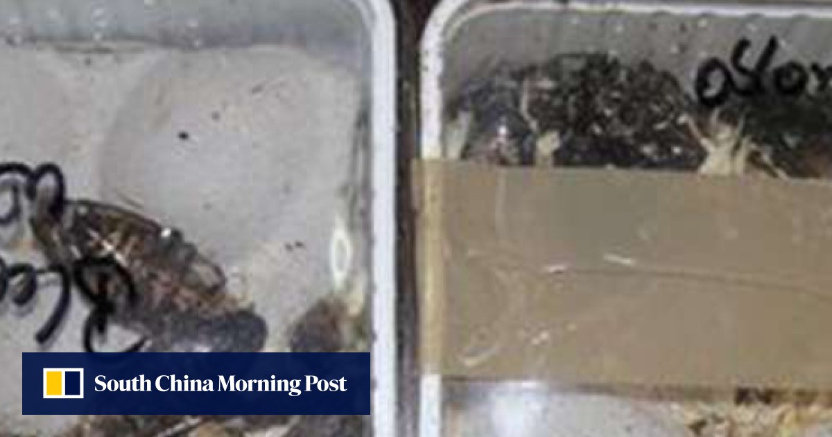 Return to sender: Chinese customs officers discover delivery of giant ...