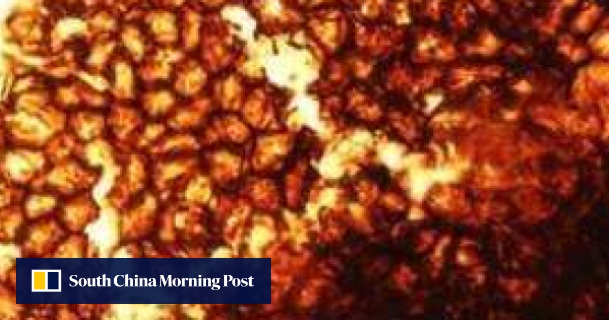Ancient ‘seaweed’ fossils offer fresh look at life on earth | South ...