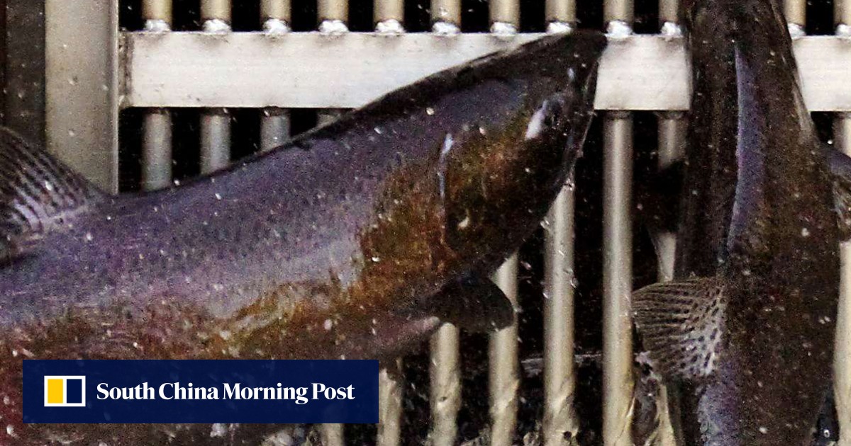 Canada says genetically modified salmon are safe to eat, joining US in ...