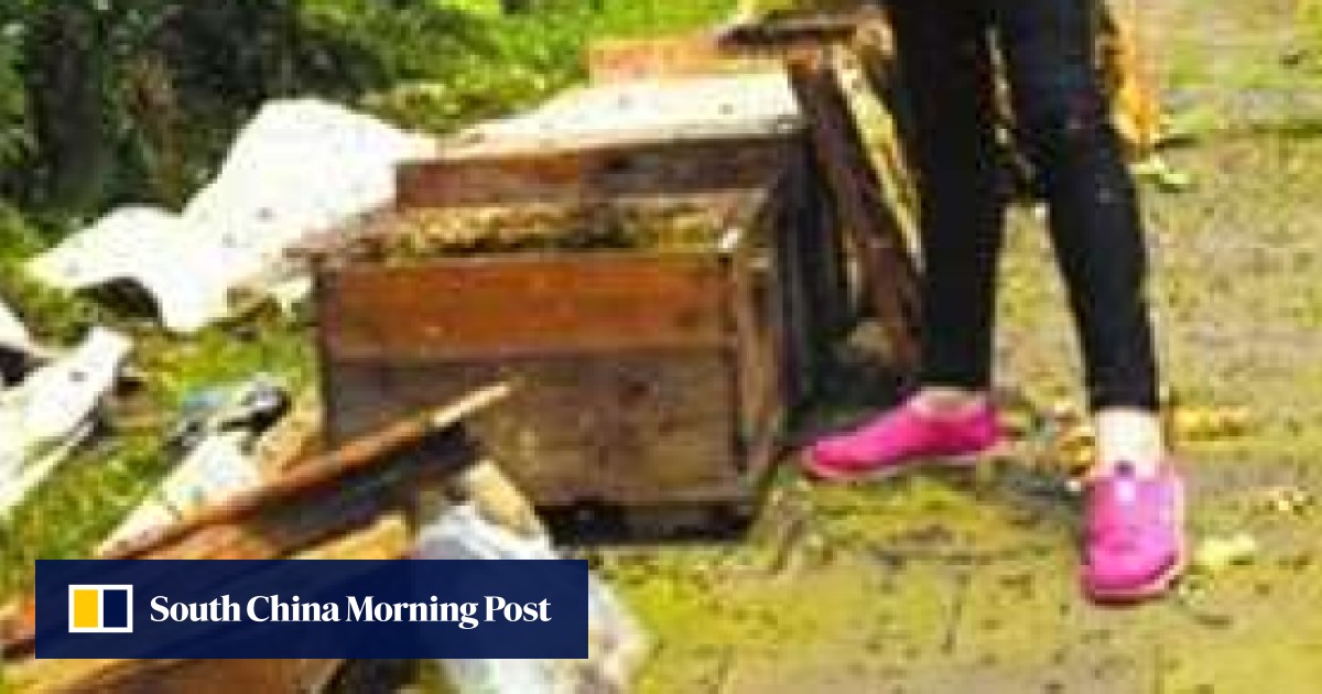 Amateur beekeeper in southwest China loses 60,000 bees to poisoners at ...