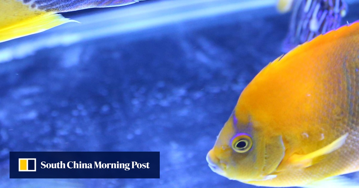 5 of the most expensive marine aquarium fish money can buy in Hong Kong ...