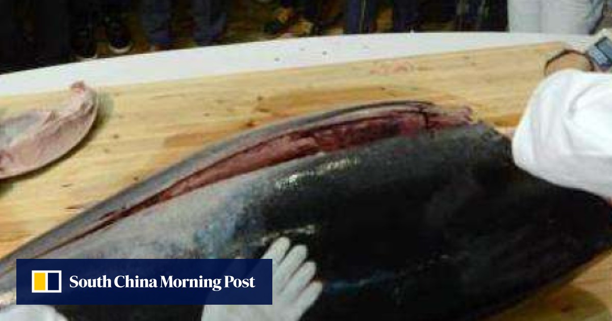 Giant tuna auctioned in China for the price of a new car | South China ...