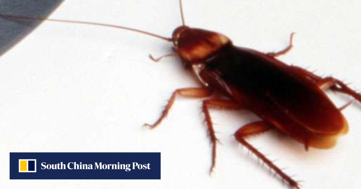 From cockroaches to ex-lovers: the top time-waster calls to South Korea ...