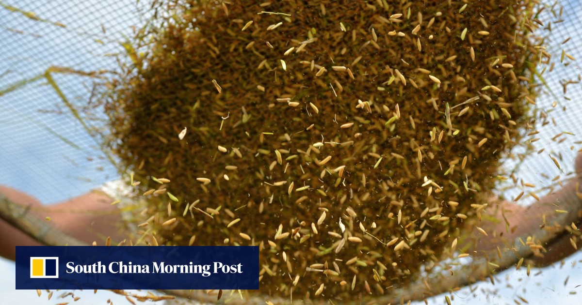 Grain waves: three types of rice popular in Hong Kong | South China ...