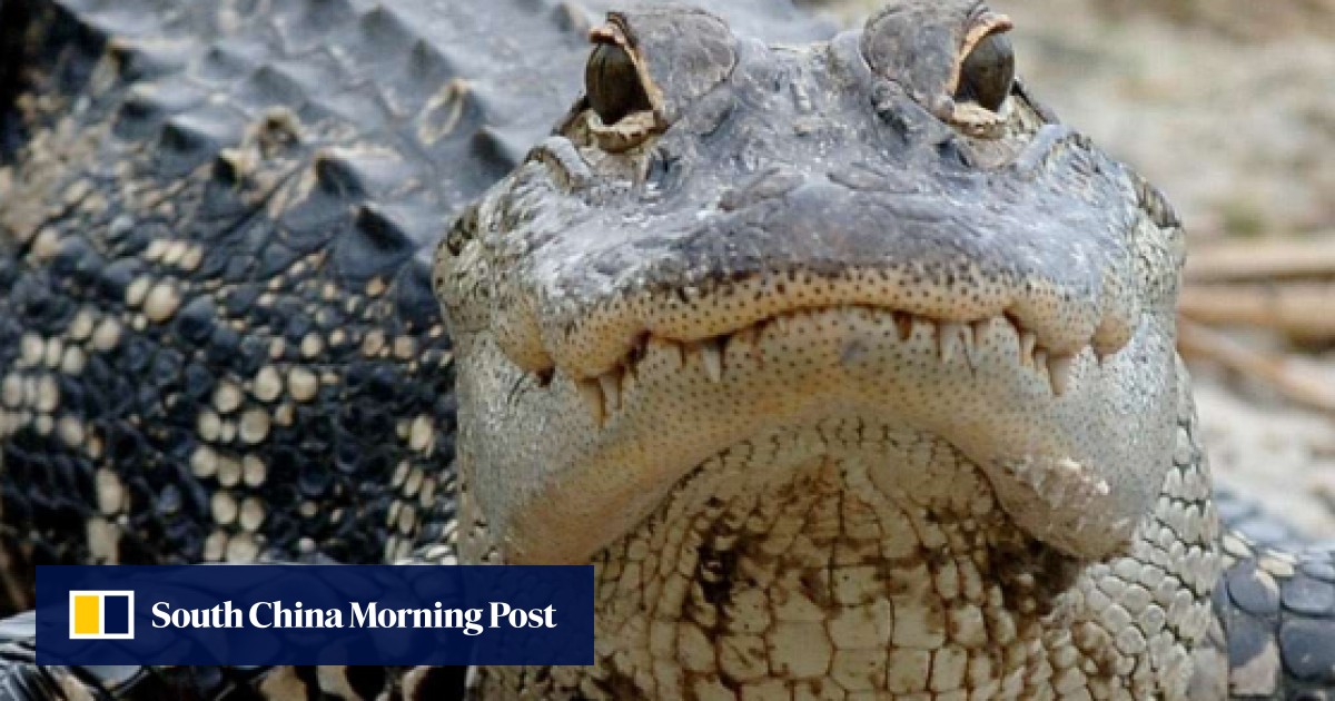 Disney World alligator attack: boy missing after being dragged into ...