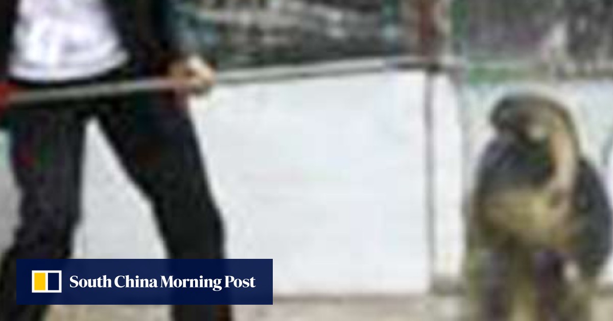 Rewards to kill stray dogs in county in northern China sparks fierce ...