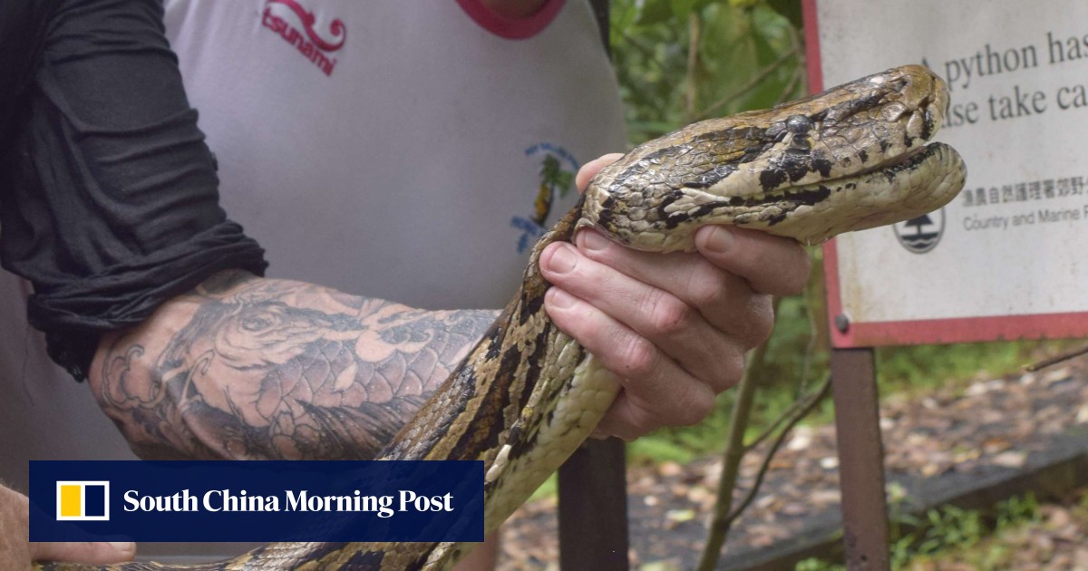 Snake catchers of Hong Kong: meet the fearless reptile handlers who are ...