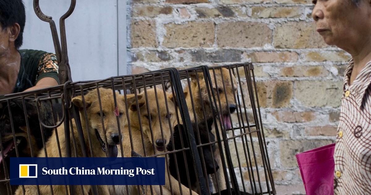 Chinese city goes ahead with annual dog-meat eating festival despite ...