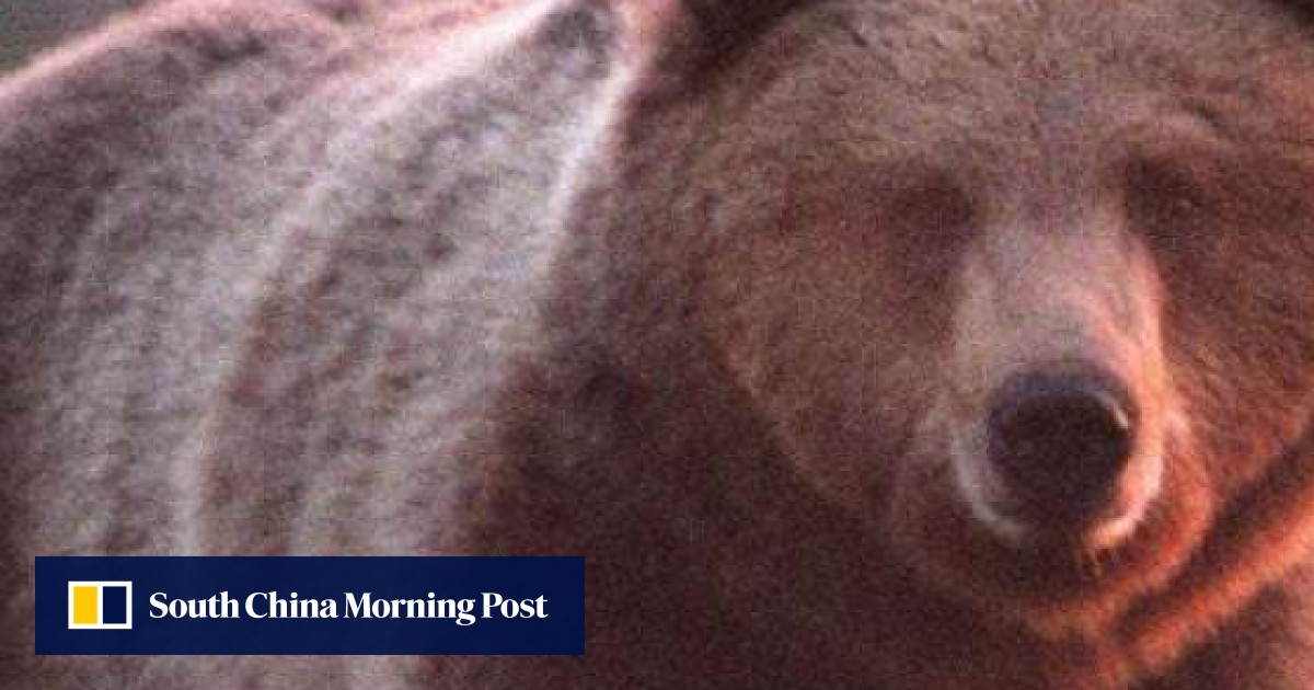 Mother bears use human shields to protect cubs, study finds | South ...