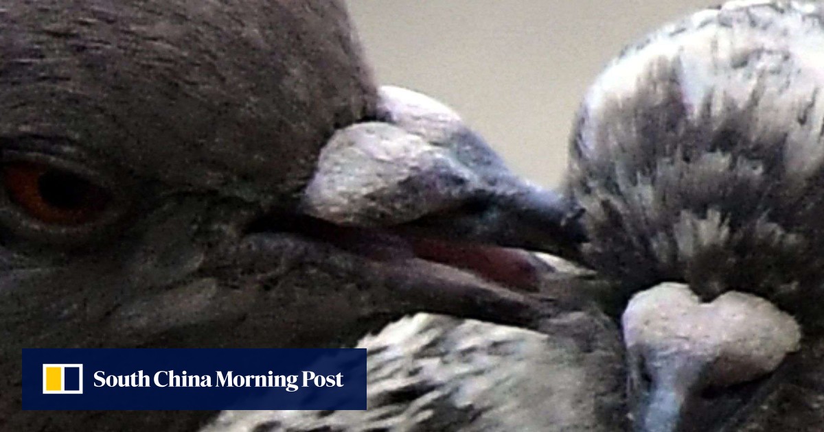 Rats with wings or birds of paradise? Pakistani pigeon-fanciers ...