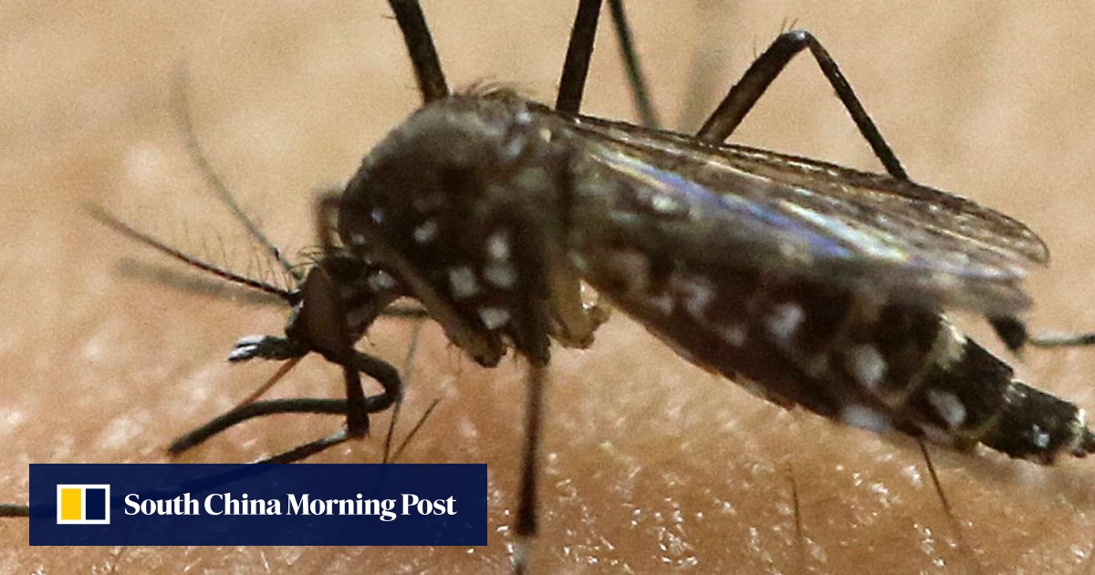 Zika mosquitoes may have reached US, as experts investigate possible ...