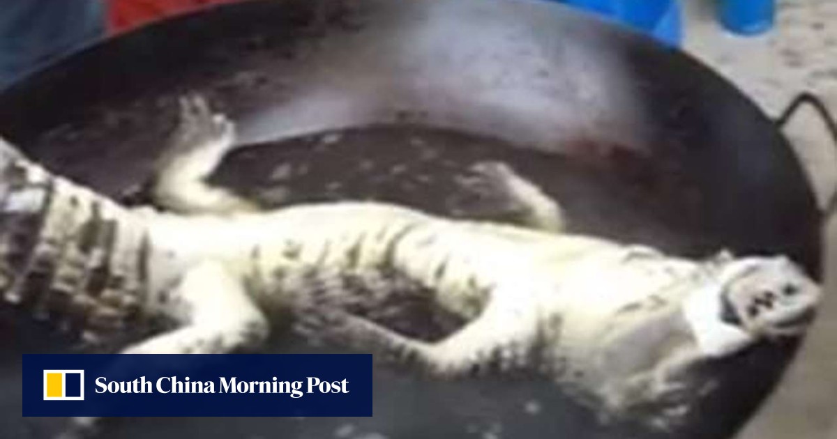 chinese alligator attack