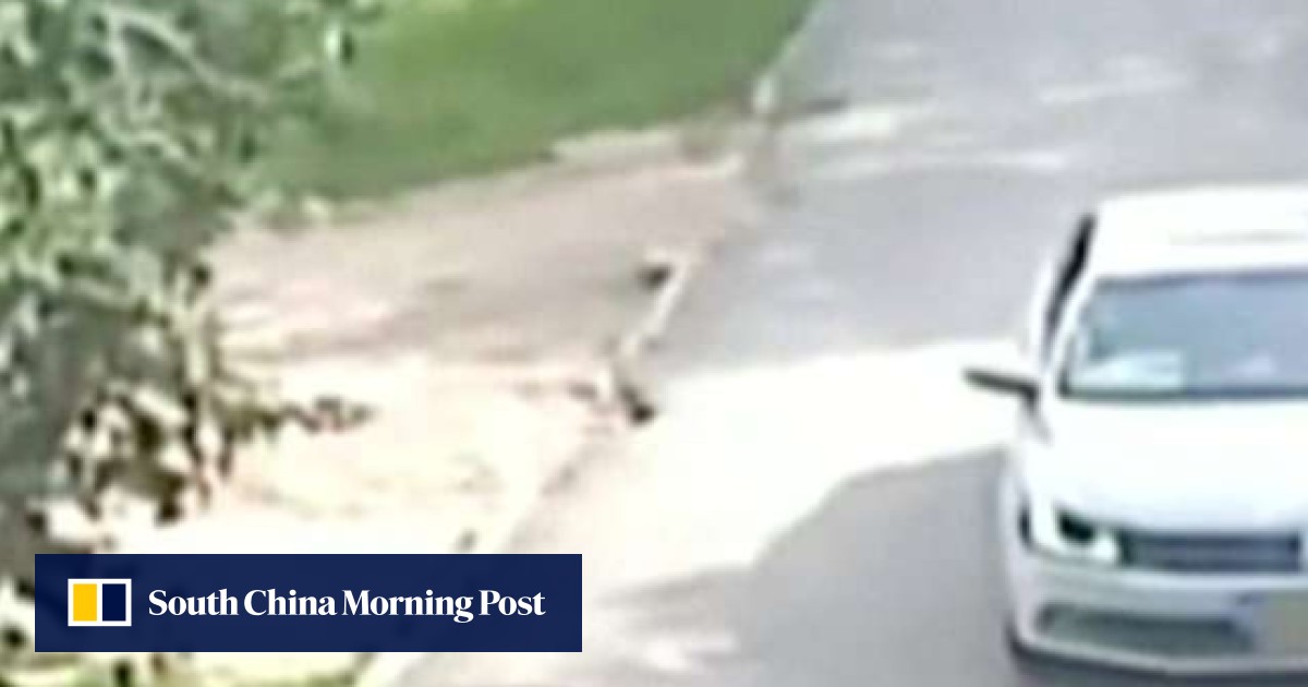 Woman in serious condition after tiger attack kills mother in Beijing ...
