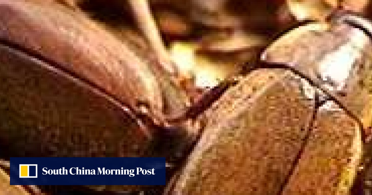 It’s no gag: cockroach milk is one of the world’s most nutritious and ...