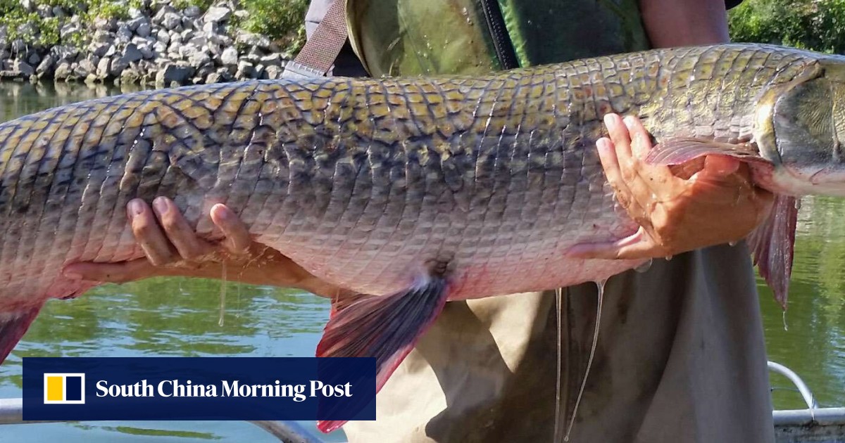 Is this massive super-predator with the head of an alligator the secret ...