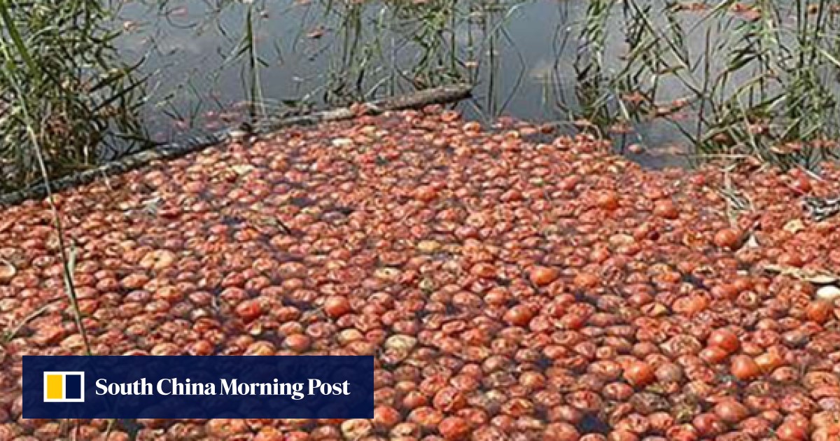Farmers in western China dump tomatoes as increased harvests cause ...