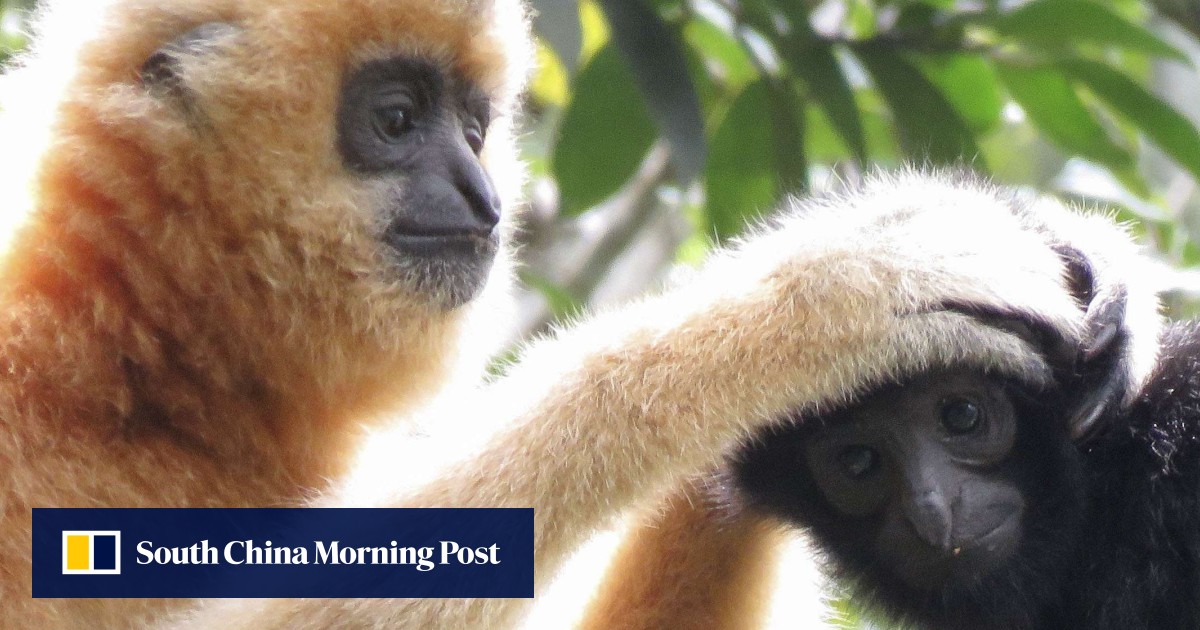 Can the world’s rarest mammal, the Hainan gibbon, be brought back from ...