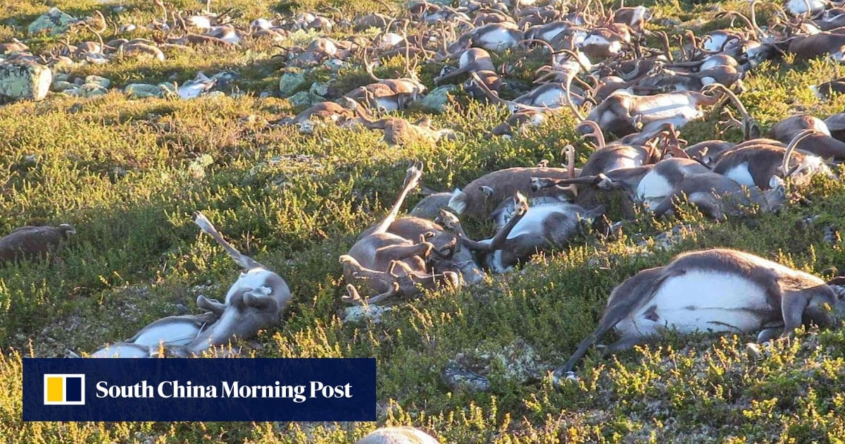 Lightning strike kills more than 300 reindeer in Norway | South China ...