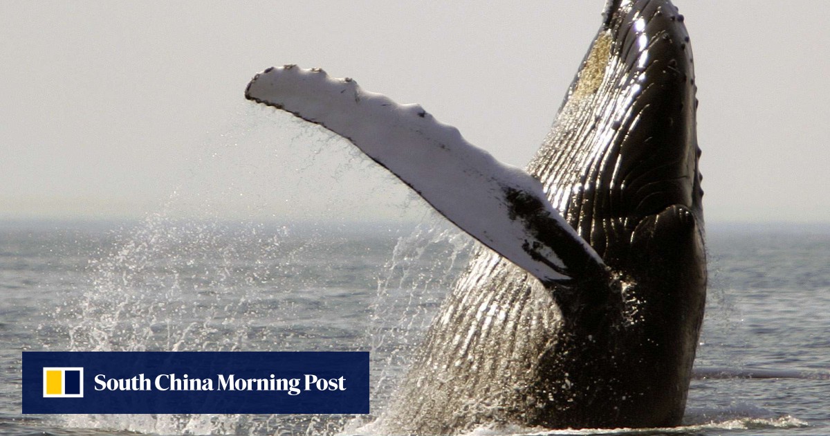 Most humpback whales are taken off US endangered species list | South ...