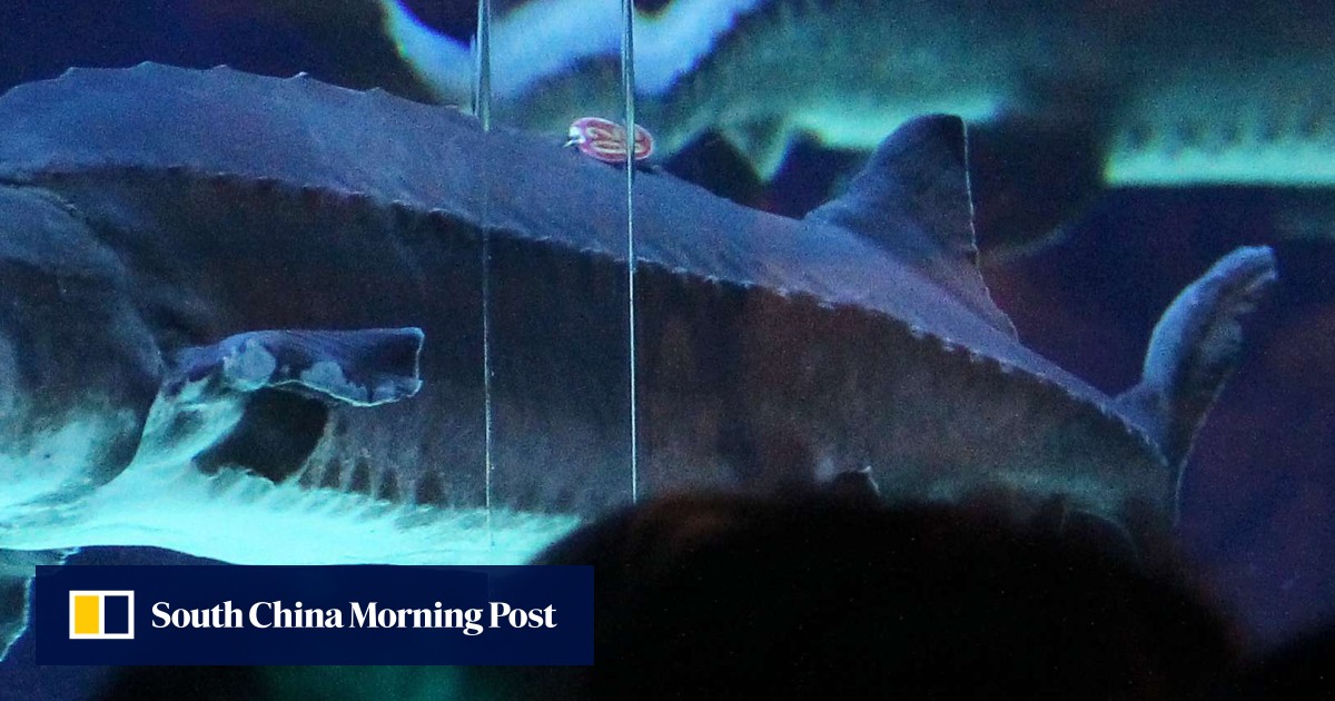 Endangered Chinese sturgeon faces new threat to survival in Yangtze ...