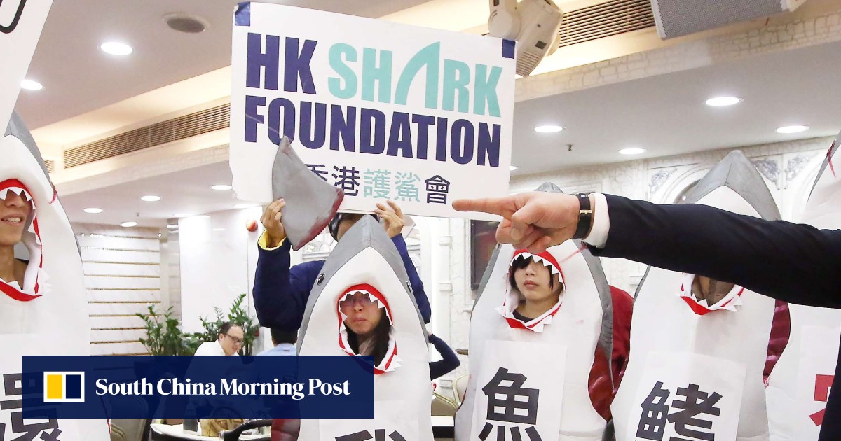 Why appetite for shark fin continues to grow despite efforts to stem ...