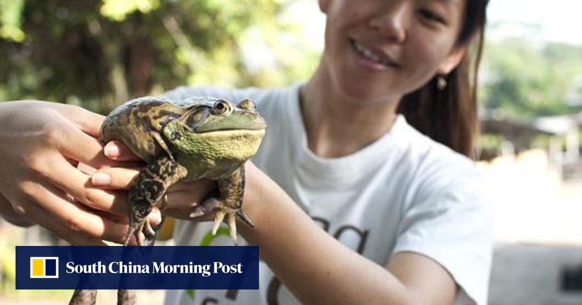 Turning American bullfrogs into Asian delicacies, one frog-skin chip at ...