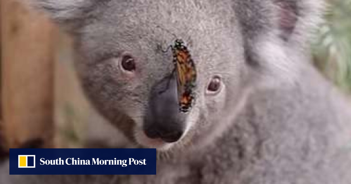 A butterfly photobombing this koala may be the cutest thing you will ...