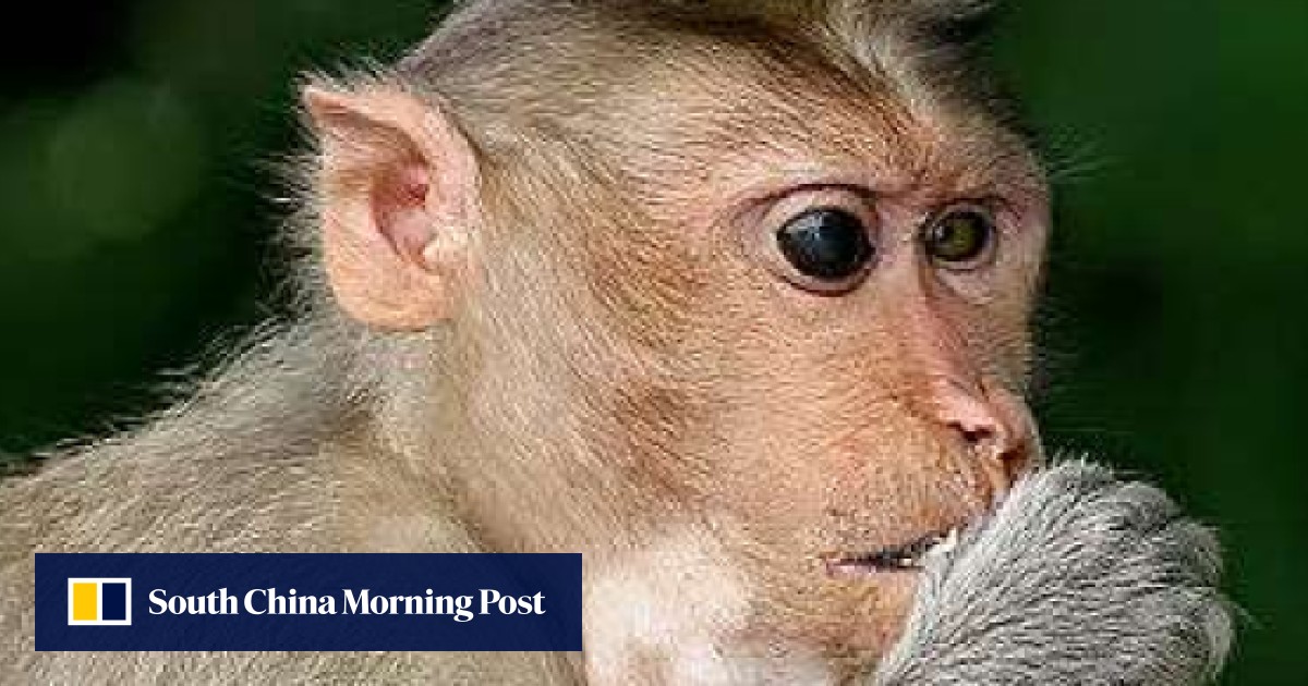 Japanese researchers repair monkey hearts with artificial stem cells ...