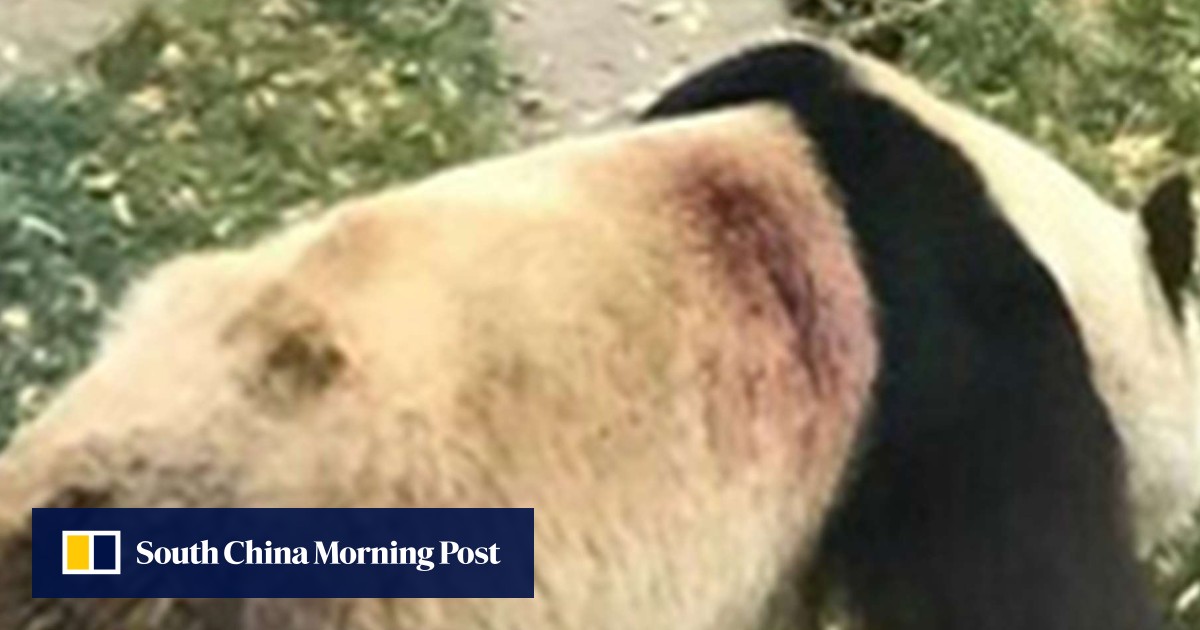 Zoo in northwest China accused of abusing ‘injured, emaciated’ panda ...