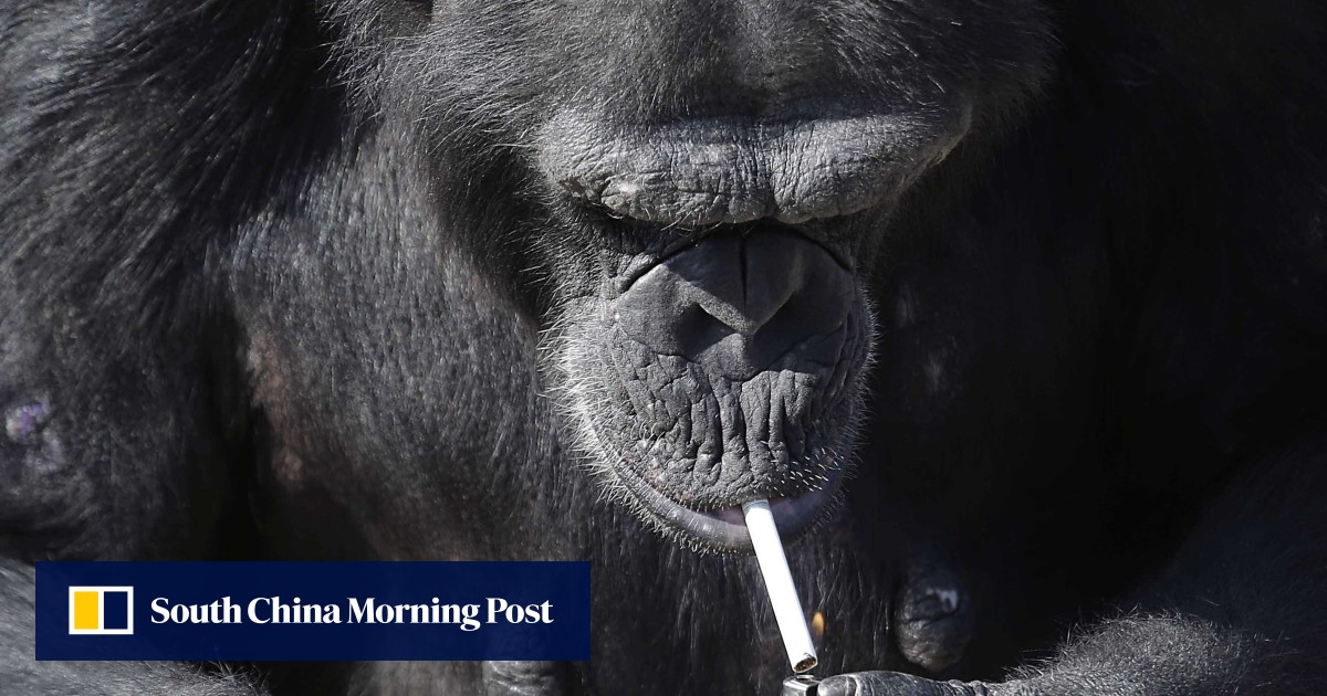 Meet Azalea the smoking chimp, new star at Pyongyang zoo | South China ...