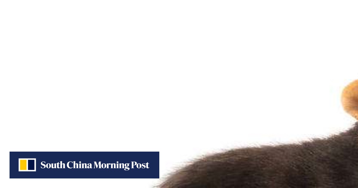 Jakarta offers $1.50 reward for each rat as it launches massive rodent ...