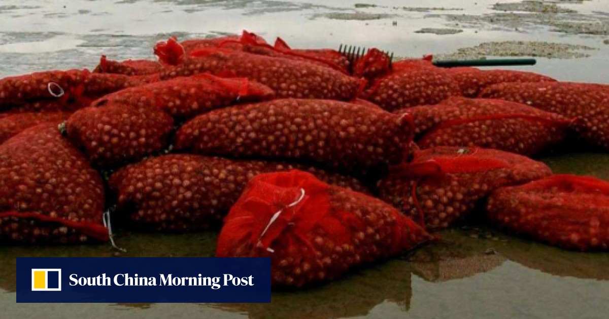 How a musical about Morecambe Bay’s tragic Chinese cockle-pickers has ...