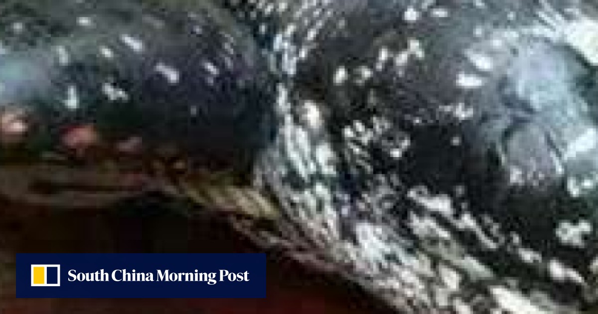 Slaughter of 200kg sea turtle in southern China exposed after gruesome ...