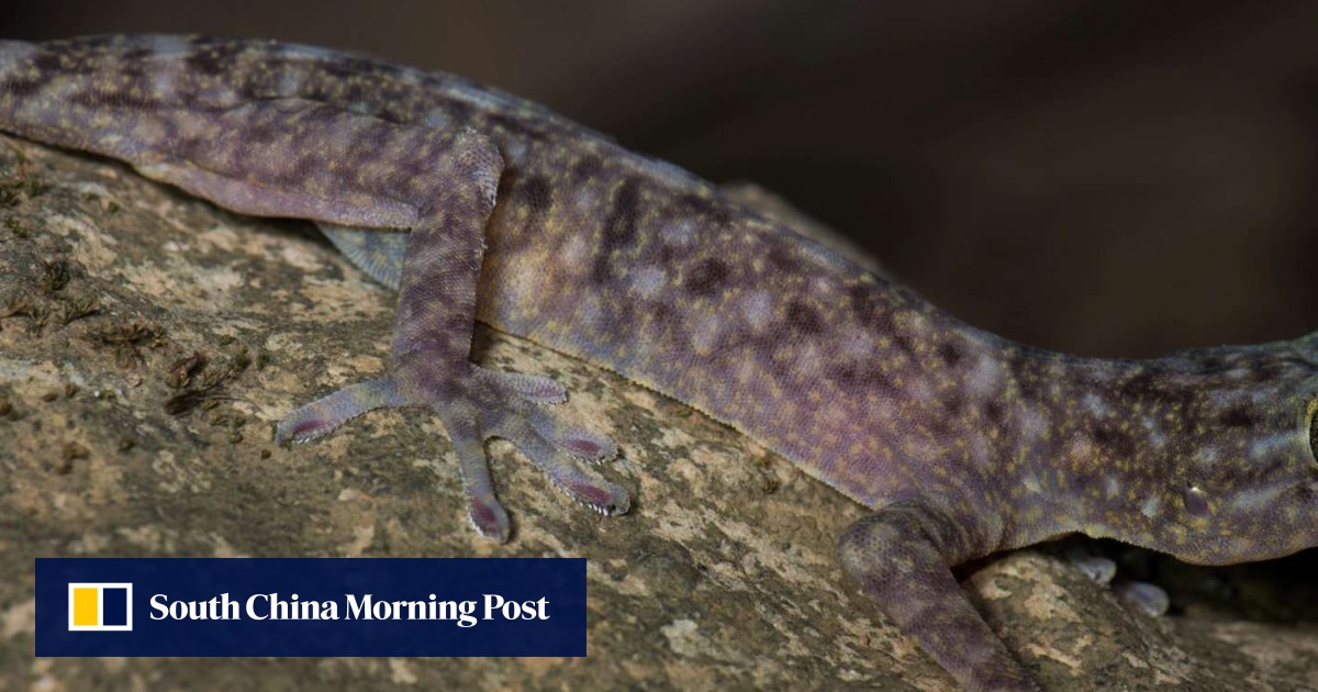 Scientists discover 163 new species in Greater Mekong region, spurring ...