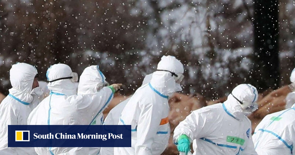 China confirms third case of human bird flu in a week | South China ...
