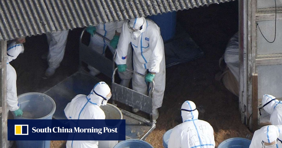 Number of bird flu cases in China rises to seven | South China Morning Post