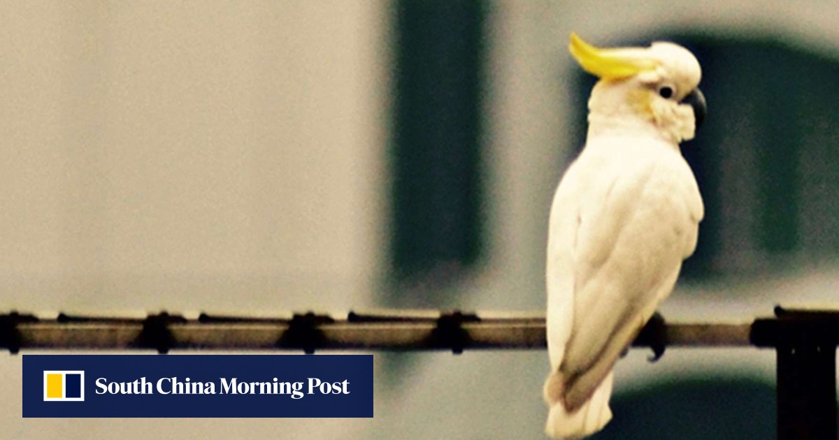 Hong Kong a sanctuary for cockatoos driven to brink of extinction in ...