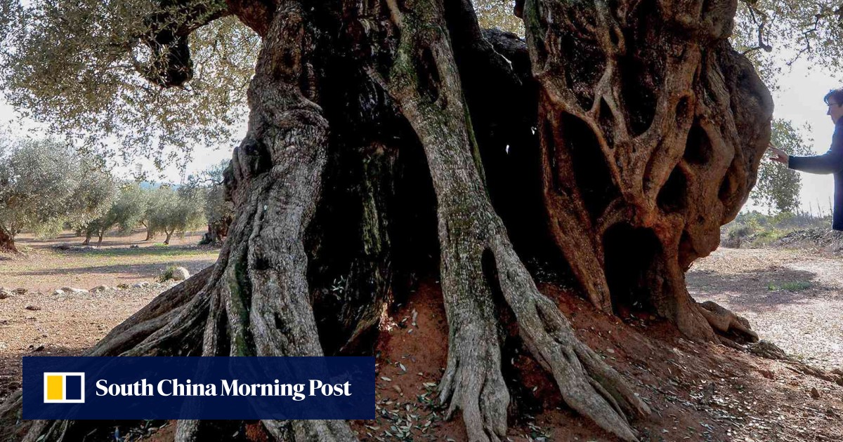 These ancient olive trees in Spain are gaining worth beyond their ...
