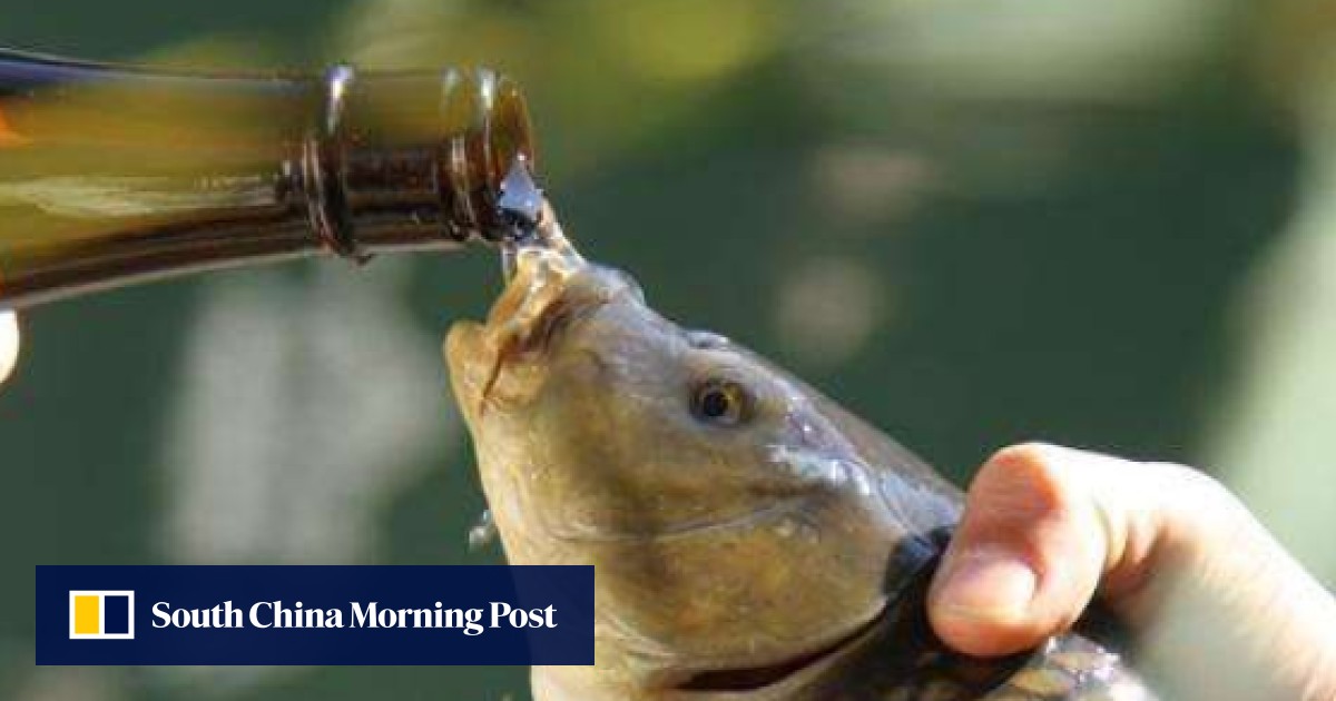 Drink like a fish: Japanese carp exorcists battered by animal cruelty ...