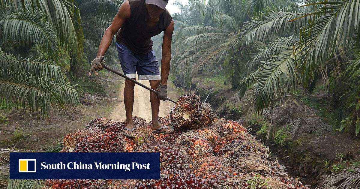 Greenpeace says HSBC among banks funding palm oil companies ‘destroying ...