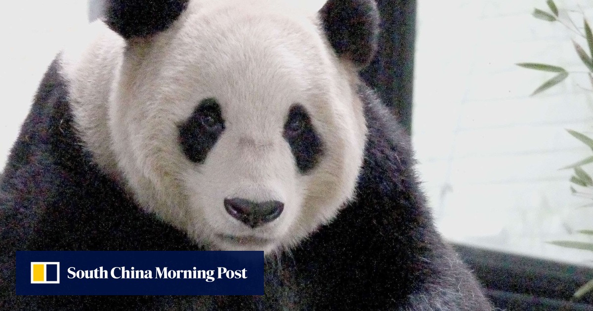 Deaths of giant panda and her cub at Shanghai wildlife park spark ...